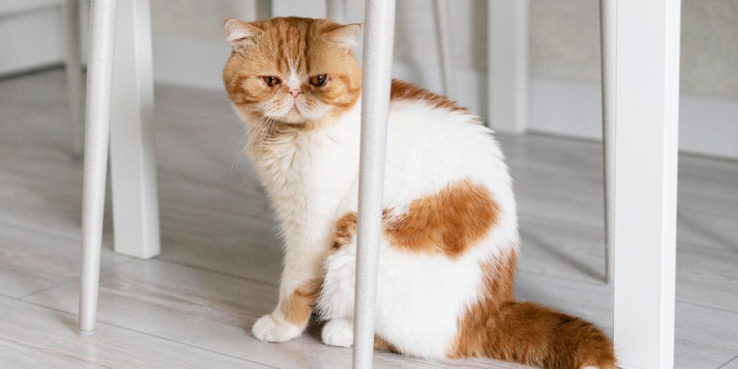 Est-ce que votre chat boude ? Voici comment percer le mystère