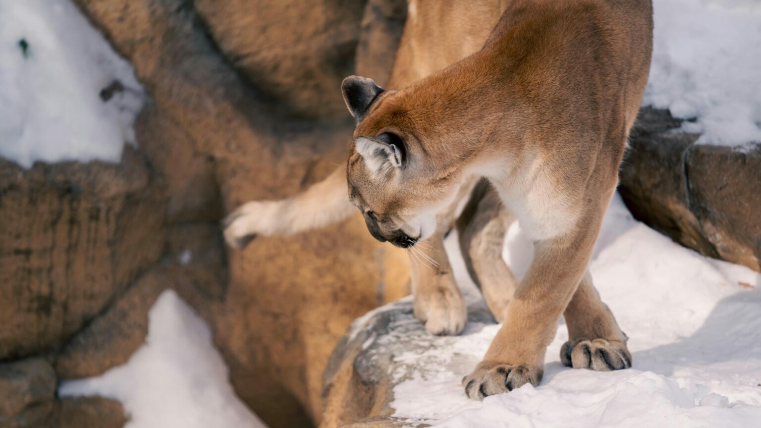 Son fils de 4 ans attaqué en forêt, ce père fait l’impensable pour le ...
