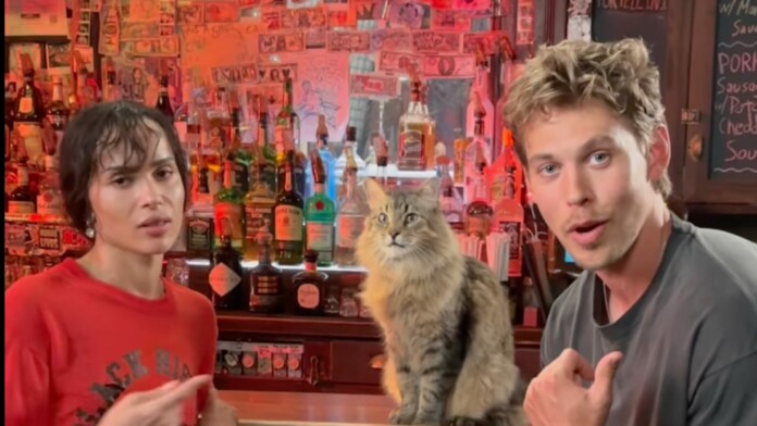 Pourquoi tout le monde parle de ce chat surnommé "Tonic"