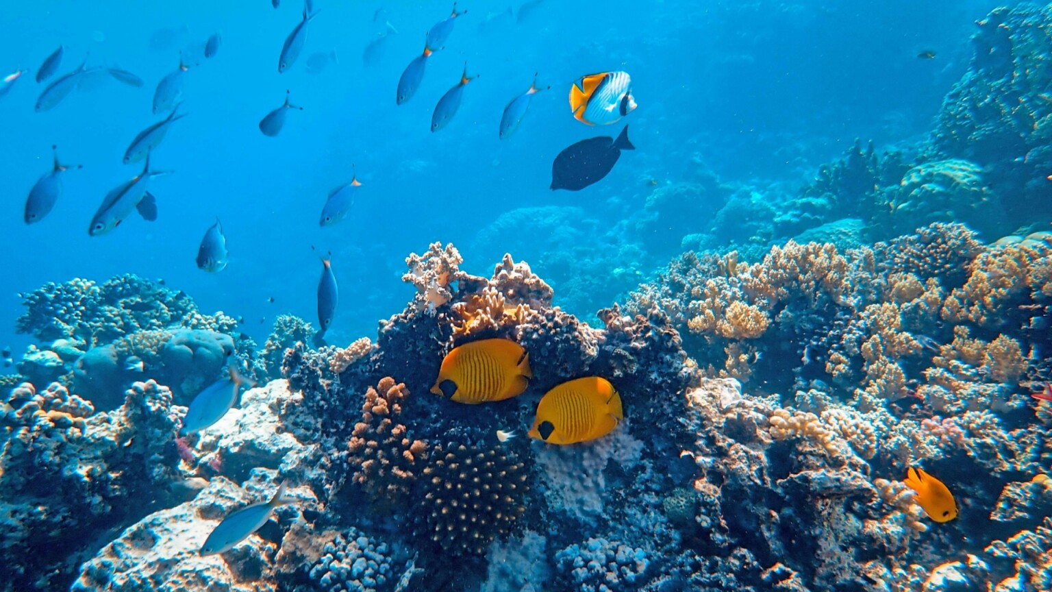 In this animal, having true friends slows down aging.