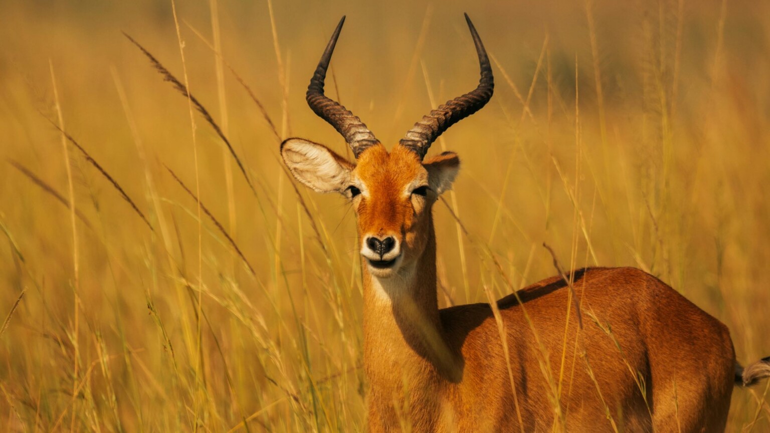Ces photos animalières primées vont vous redonner le sourire